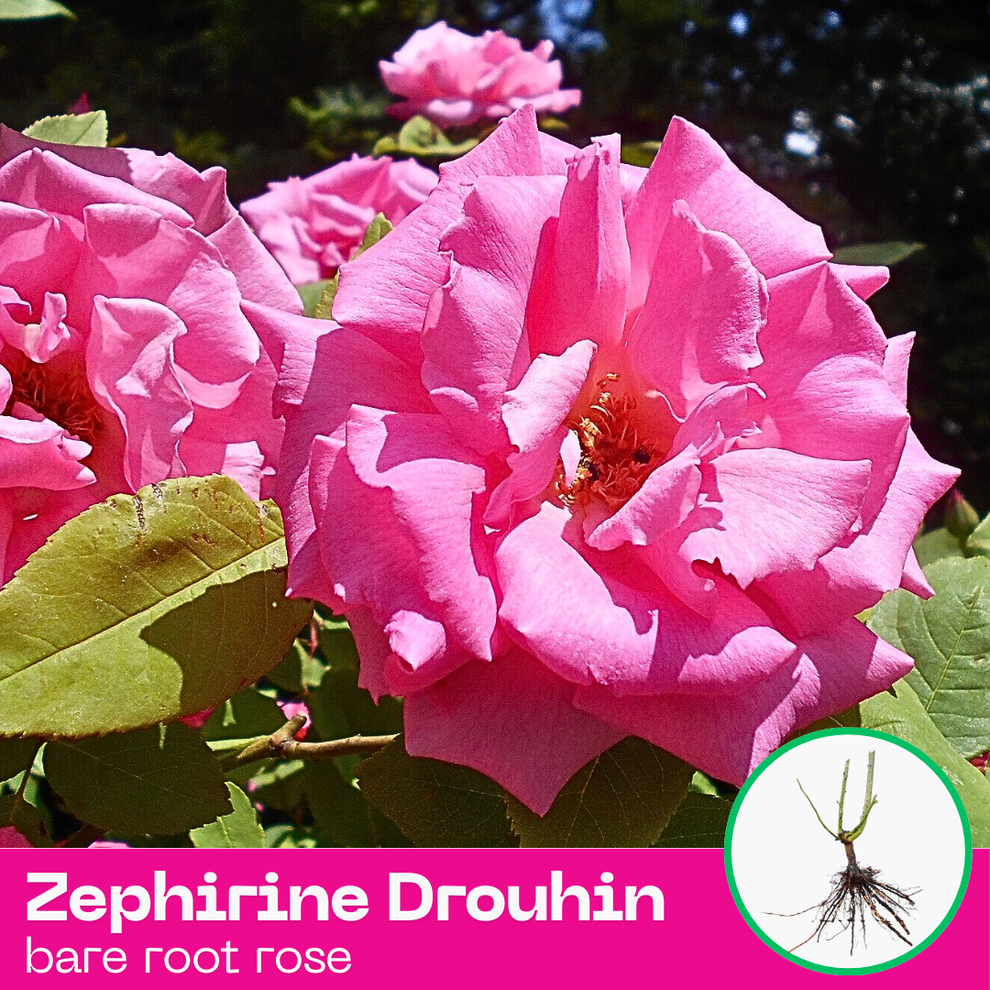 Rose Zephirine Drouhin - Climbing – Gorgeous Roses