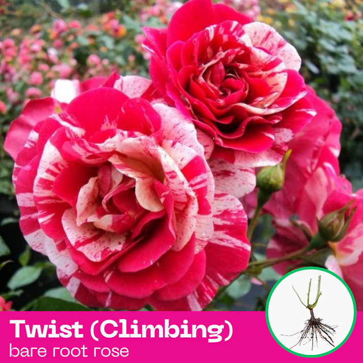 Rose Twist - Climbing – Gorgeous Roses