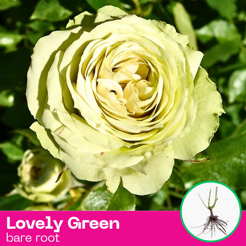 Rose Lovely Green – Gorgeous Roses