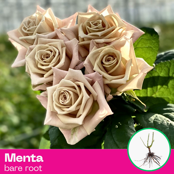 Rose Menta – Gorgeous Roses