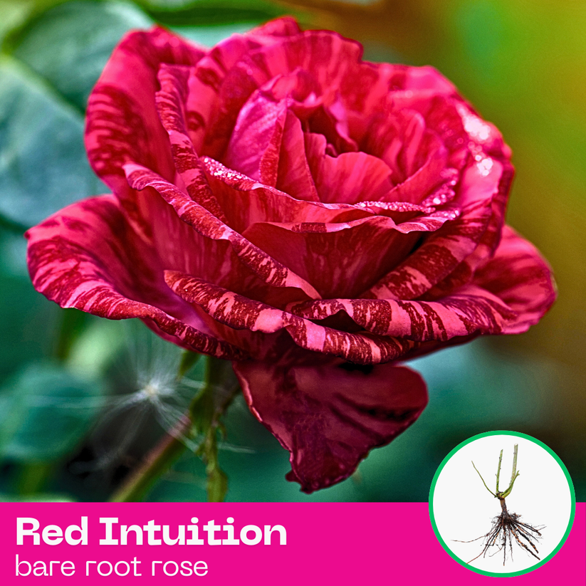 Rose Red Intuition – Gorgeous Roses