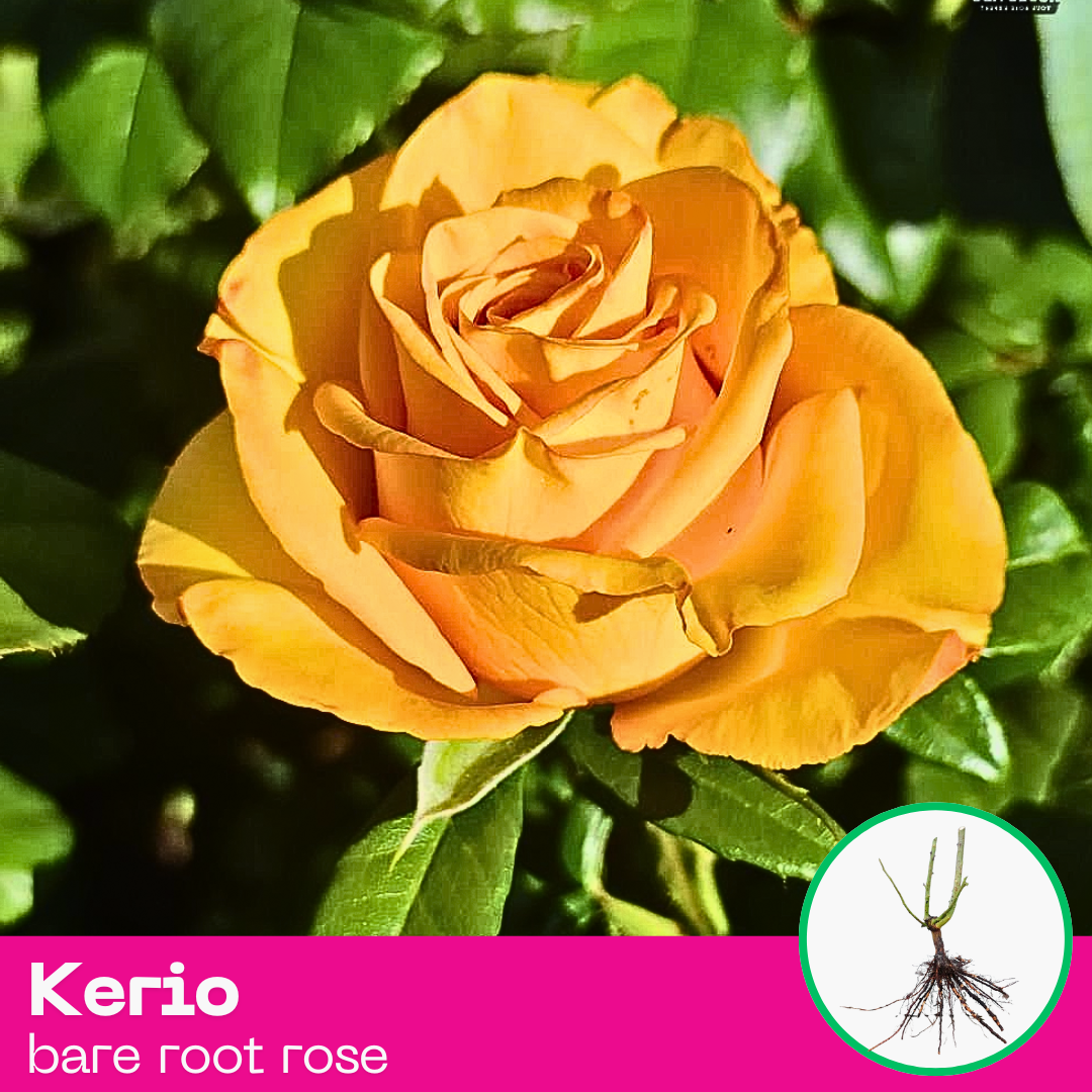 Rose Kerio – Gorgeous Roses