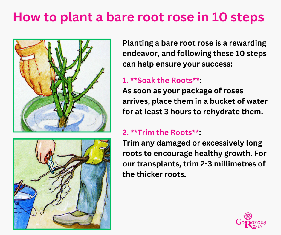 Red Berlin rose plant - hybrid tea - bare root – Gorgeous Roses