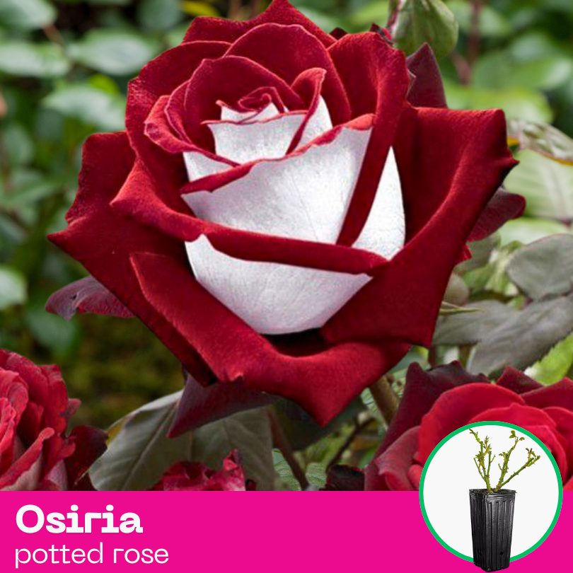Rose Osiria – Gorgeous Roses