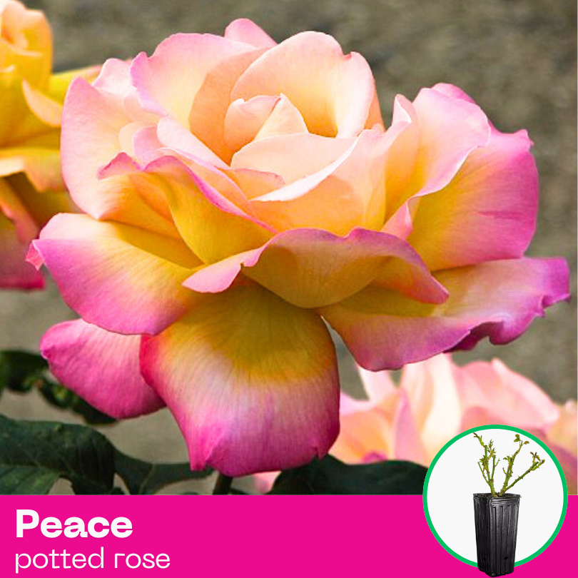 Rose Peace – Gorgeous Roses