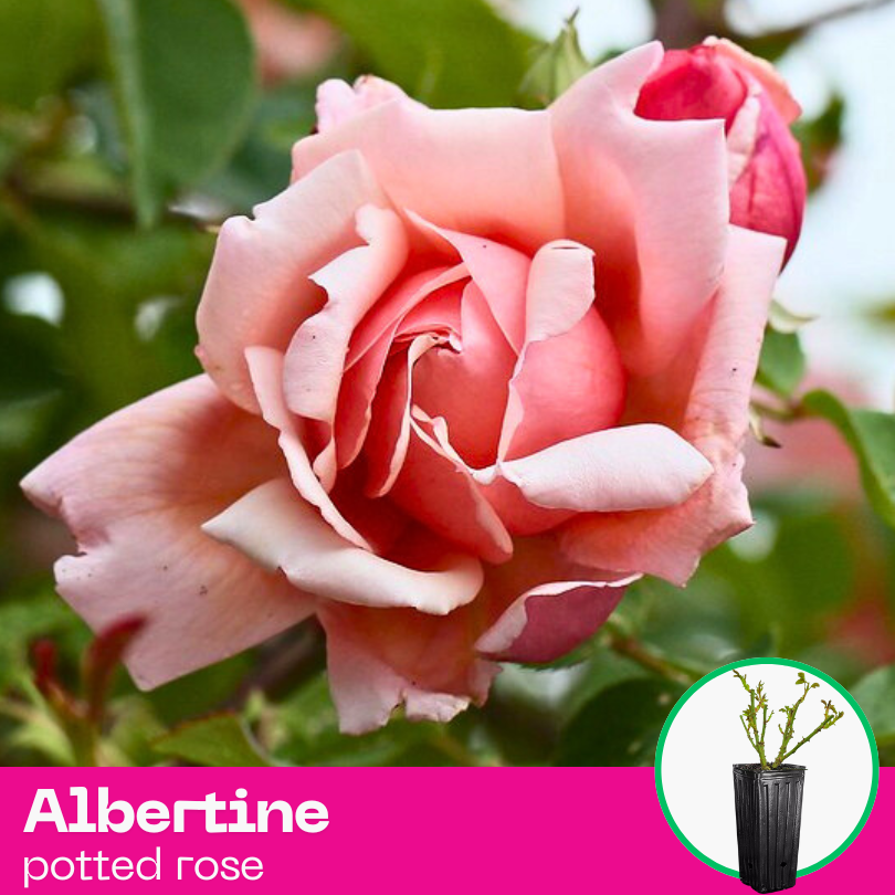 Rose Albertine - Climbing – Gorgeous Roses