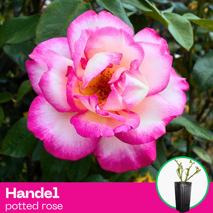 Rose Handel - Climbing – Gorgeous Roses