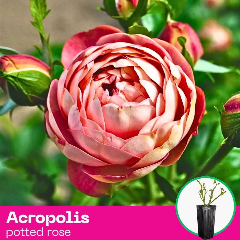Rose Acropolis – Gorgeous Roses