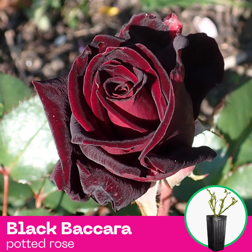 Rose Black Baccara – Gorgeous Roses