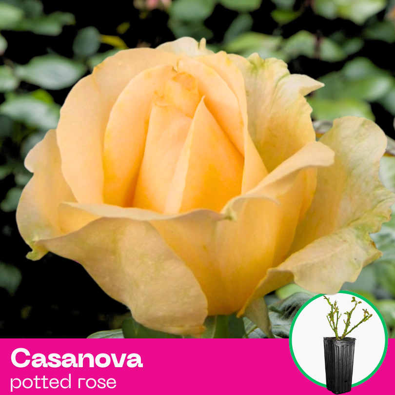 Rose Casanova – Gorgeous Roses