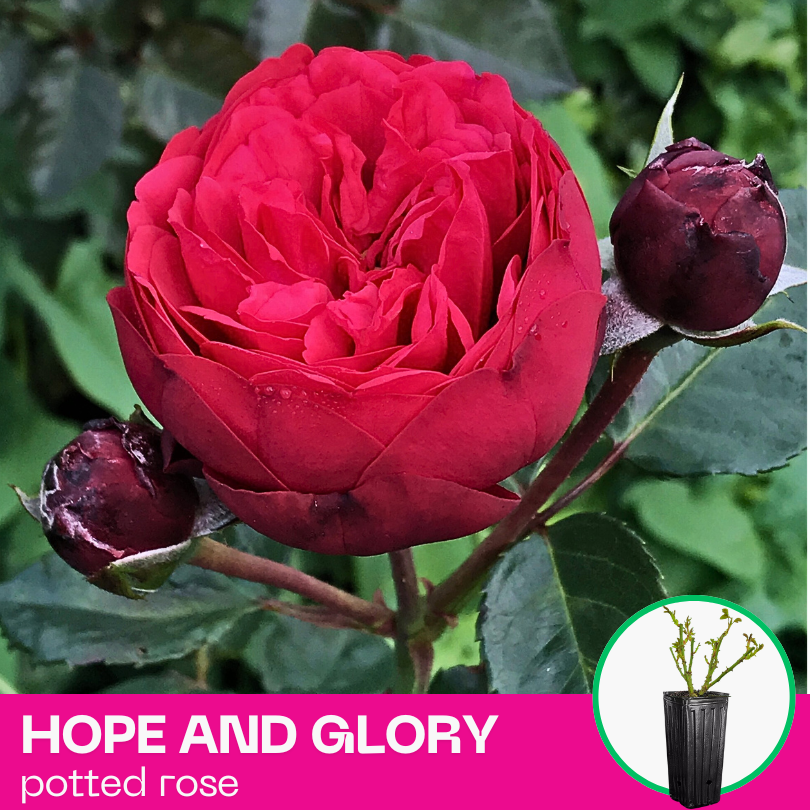 Rose Hope and Glory – Gorgeous Roses