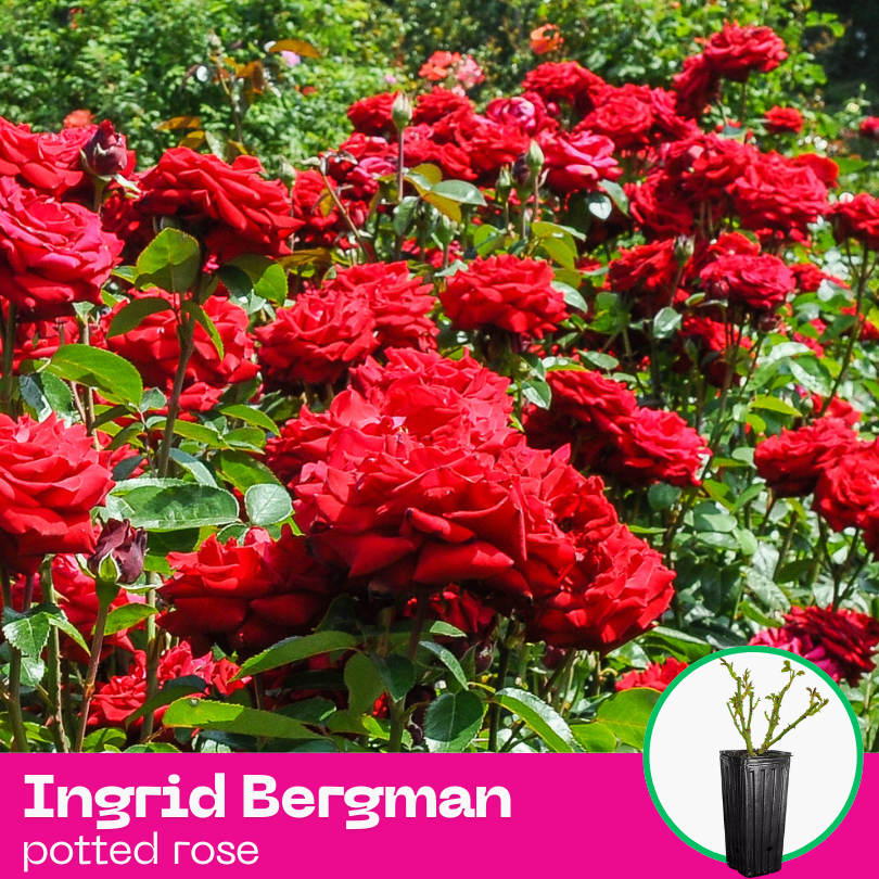 Rose Ingrid Bergman – Gorgeous Roses