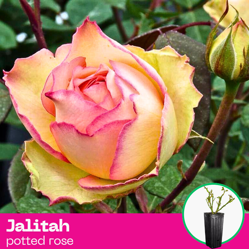Rose Jalitah – Gorgeous Roses