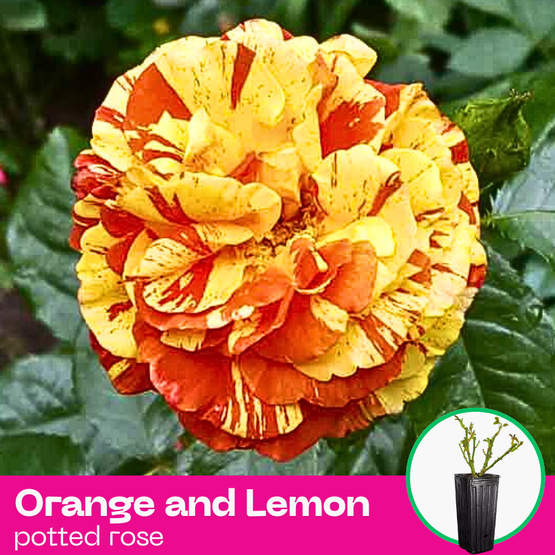 Rose Orange and Lemon – Gorgeous Roses