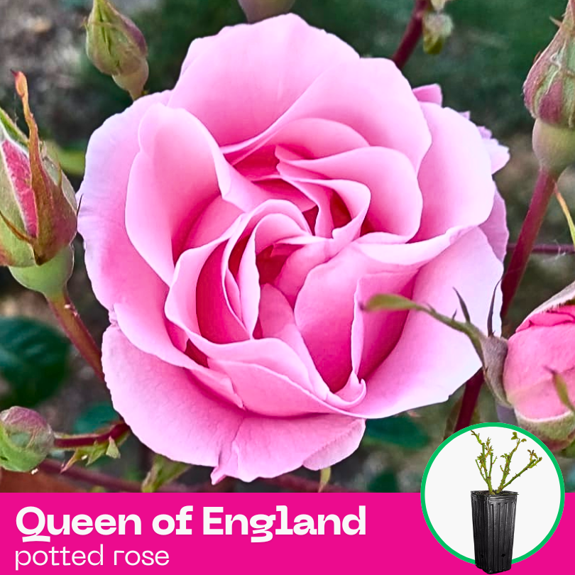 Rose Queen of England – Gorgeous Roses