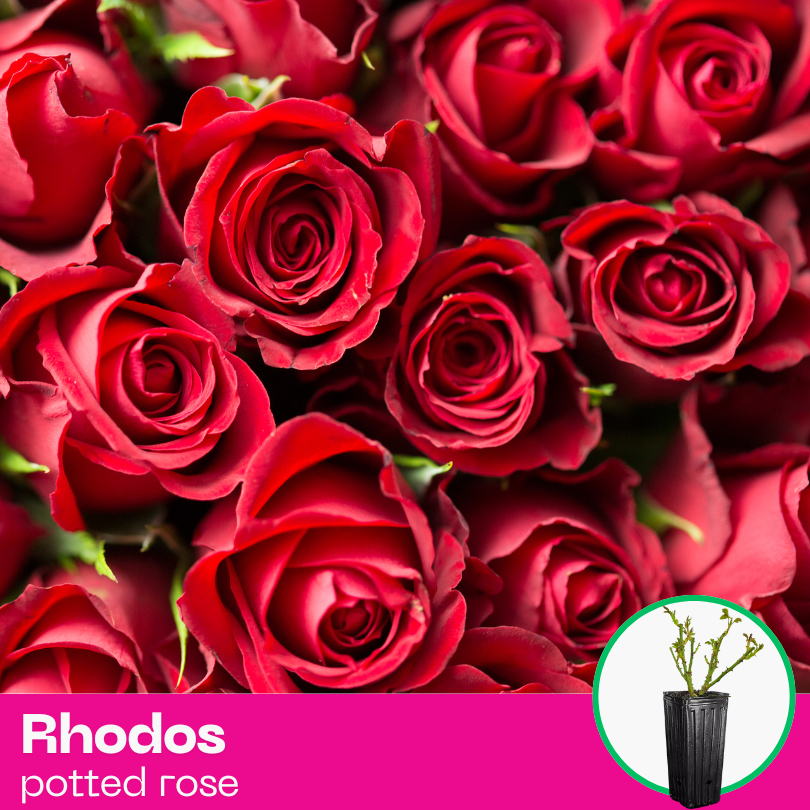 Rose Rhodos – Gorgeous Roses