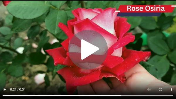 Rose Osiria – Gorgeous Roses